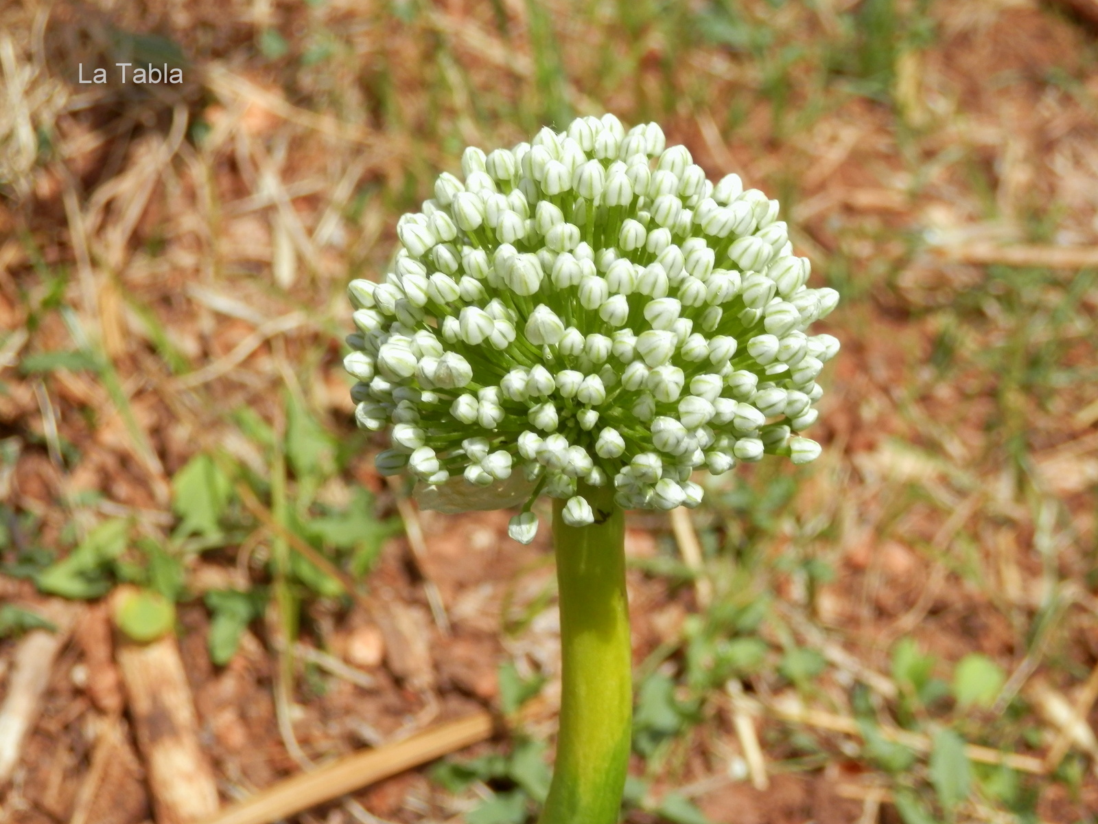Contigo a pan y flores de cebolla - EL BLOG DE LA TABLA