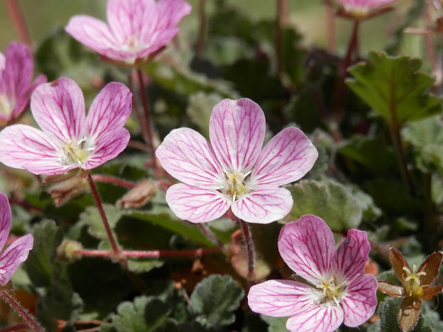 Geranio de roca. Erodium saxatile - EL BLOG DE LA TABLA