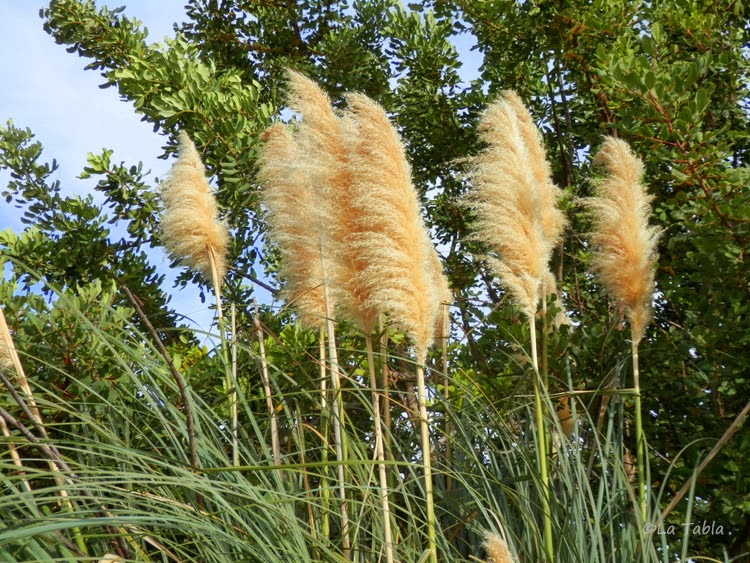 La cara y cruz de la hierba de la Pampa - EL BLOG DE LA TABLA