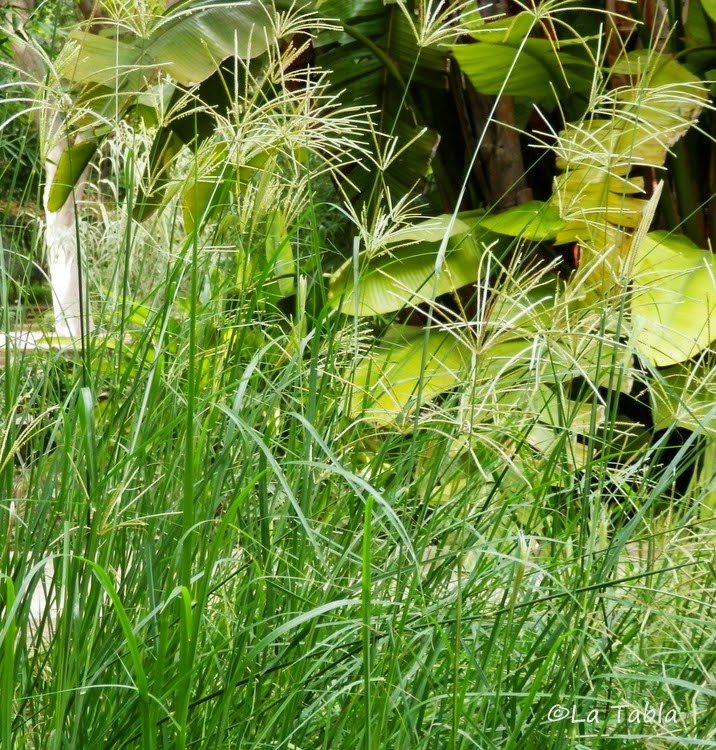 Plantas alóctonas invasoras: Chloris gayana - EL BLOG DE LA TABLA