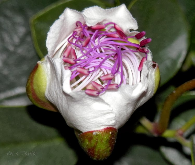 Capparis spinosa (alcaparra) - EL BLOG DE LA TABLA