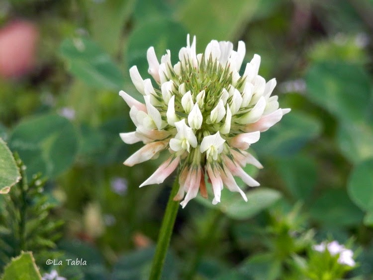 Siempre a tus pies: Trifolium repens (trébol blanco o trébol rastrero ...