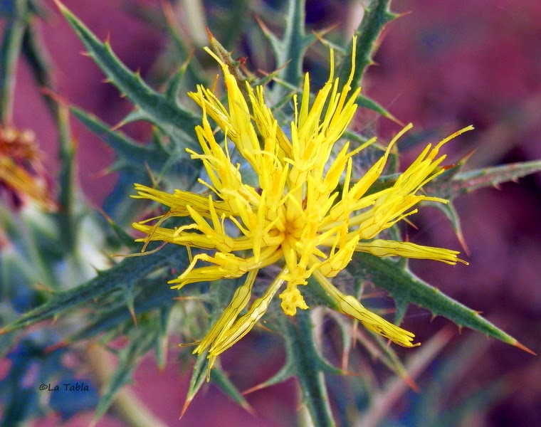 Cardos mediterráneos: Carthamus lanatus - EL BLOG DE LA TABLA