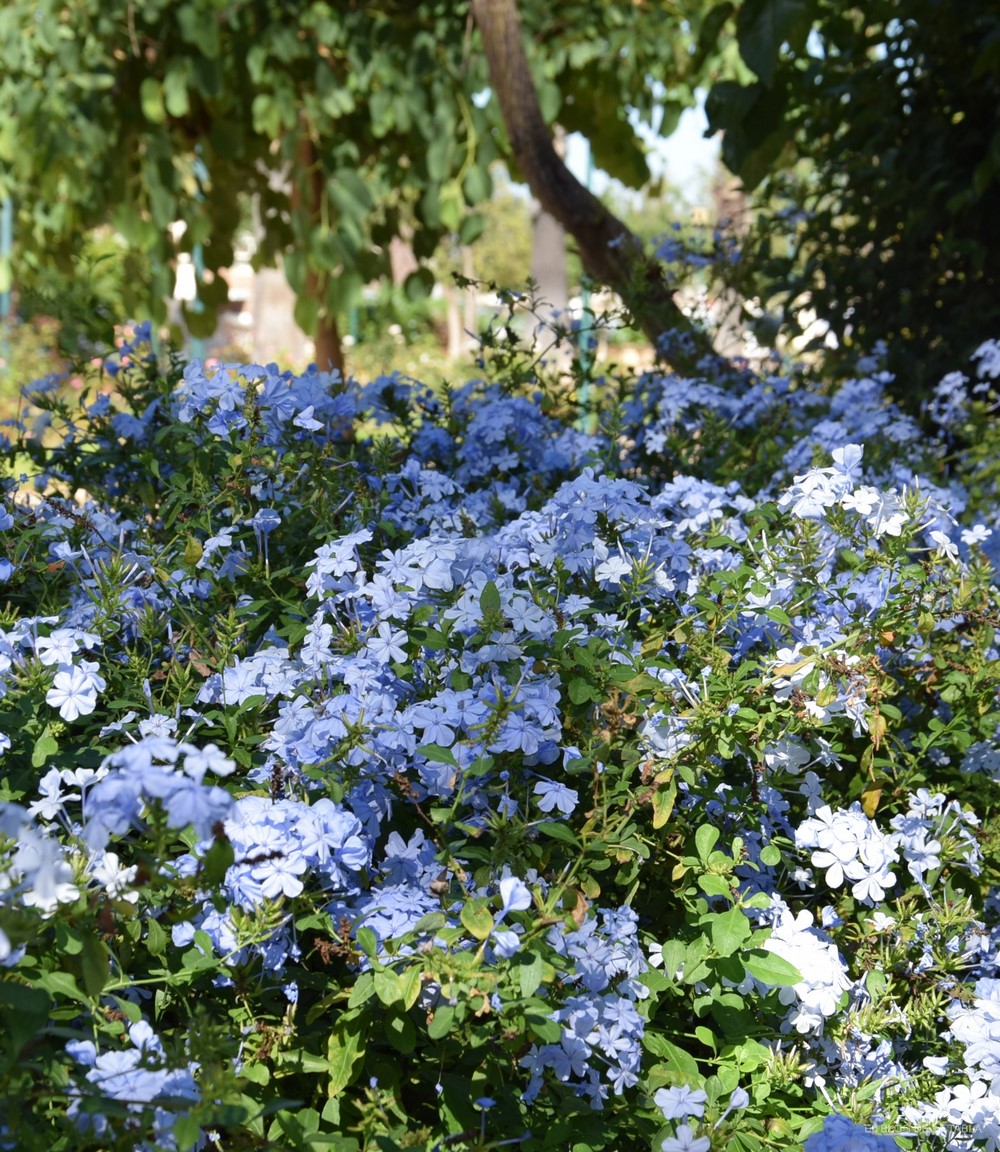 Plumbago auriculata, una planta tradicional, pero no por ello menos ...