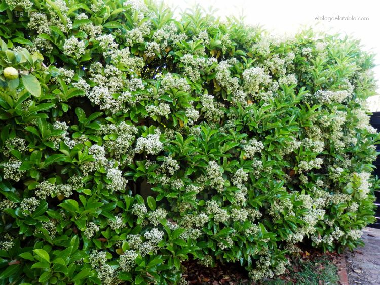 El seto vivo. Medidas a favor de la biodiversidad en los jardines (3 ...