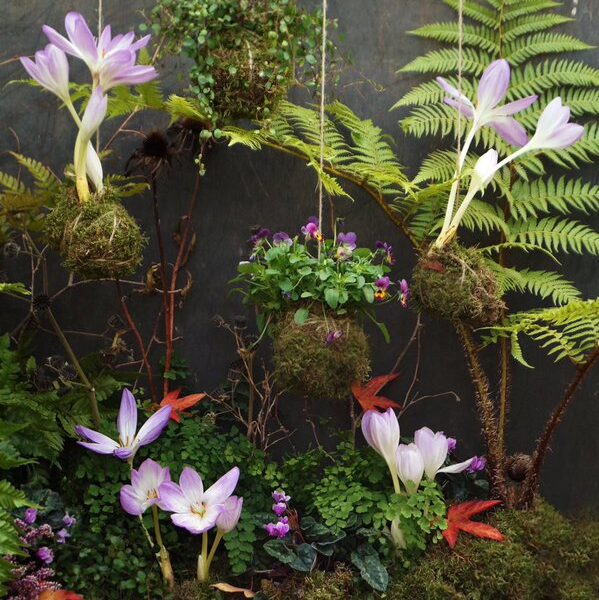 Erodium × variabile 'Roseum' - EL BLOG DE LA TABLA