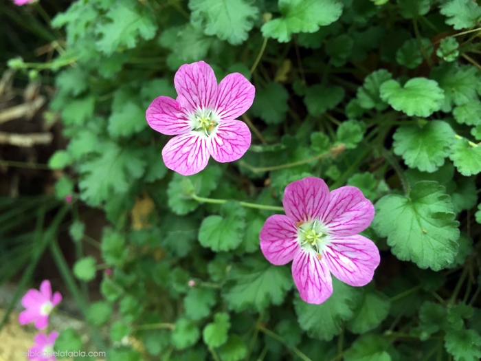 Erodium × variabile 'Roseum' - EL BLOG DE LA TABLA
