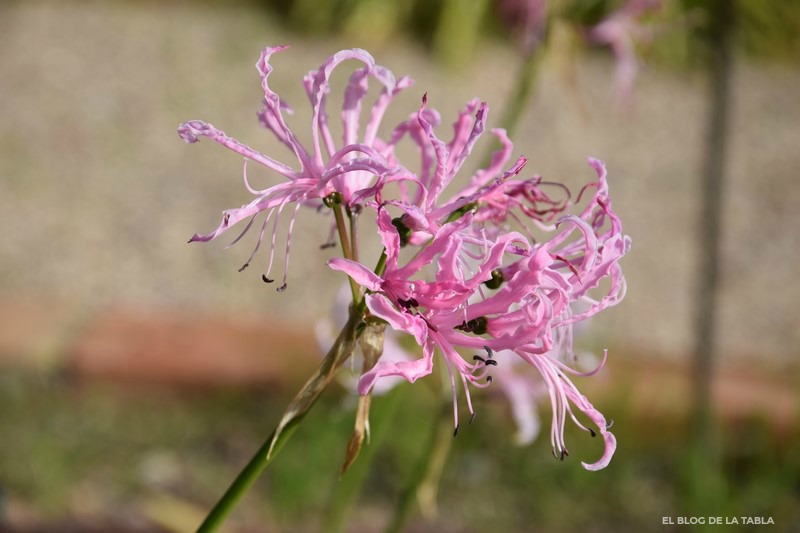 Plantas bulbosas que florecen en otoño e invierno: Nerine undulata ...