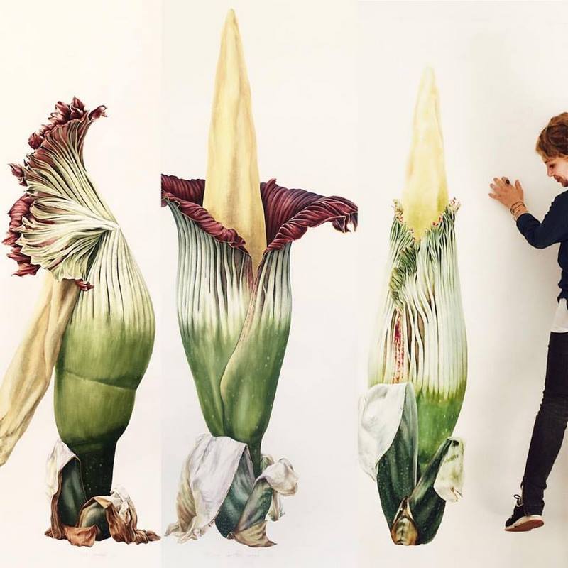 Tres artistas botánicas y una flor cadáver (Amorphophalus titanum) - EL ...