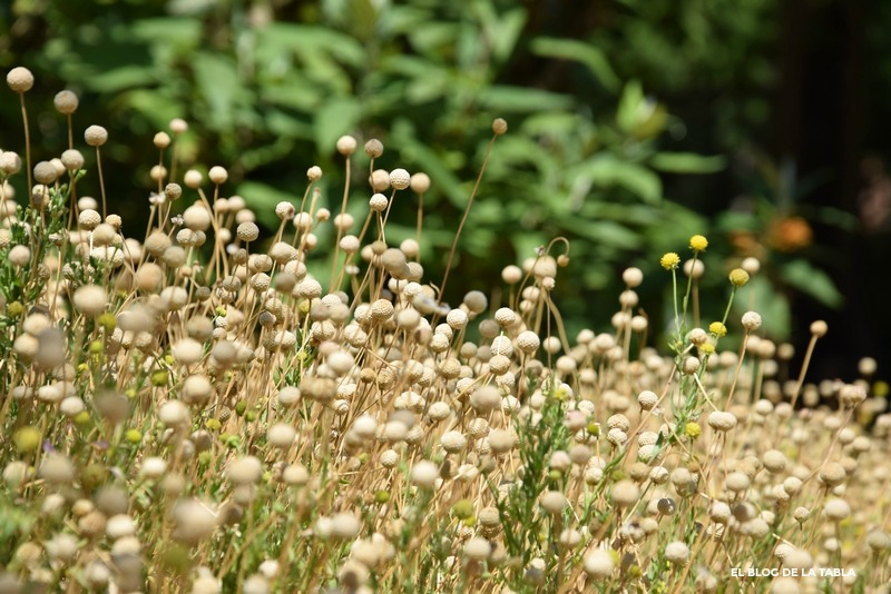 Helenium aromaticum. Una manzanilla chilena en el Jardín Botánico de ...