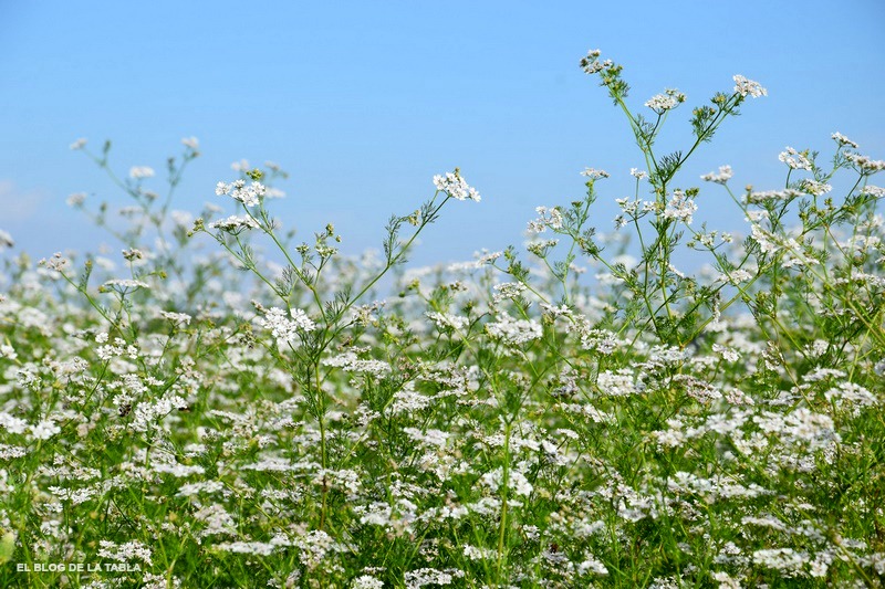 Las flores de cilantro (Coriandrum sativum) - EL BLOG DE LA TABLA