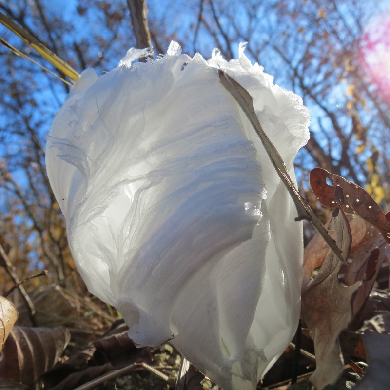 Flores de hielo, ese curioso fenómeno de la naturaleza - EL BLOG DE LA ...