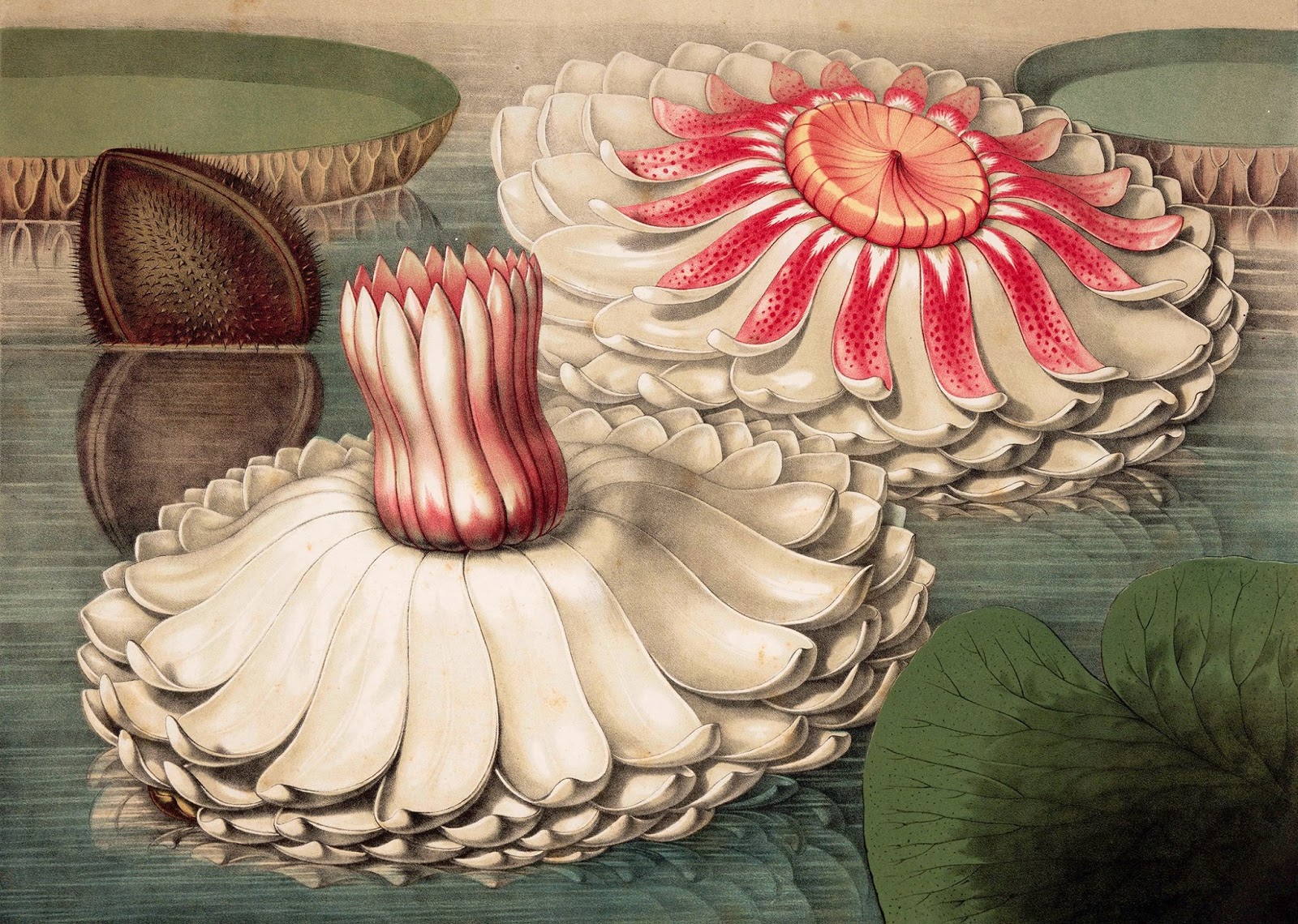 Victoria regia (Victoria amazonica). Seis cromolitografías de William ...