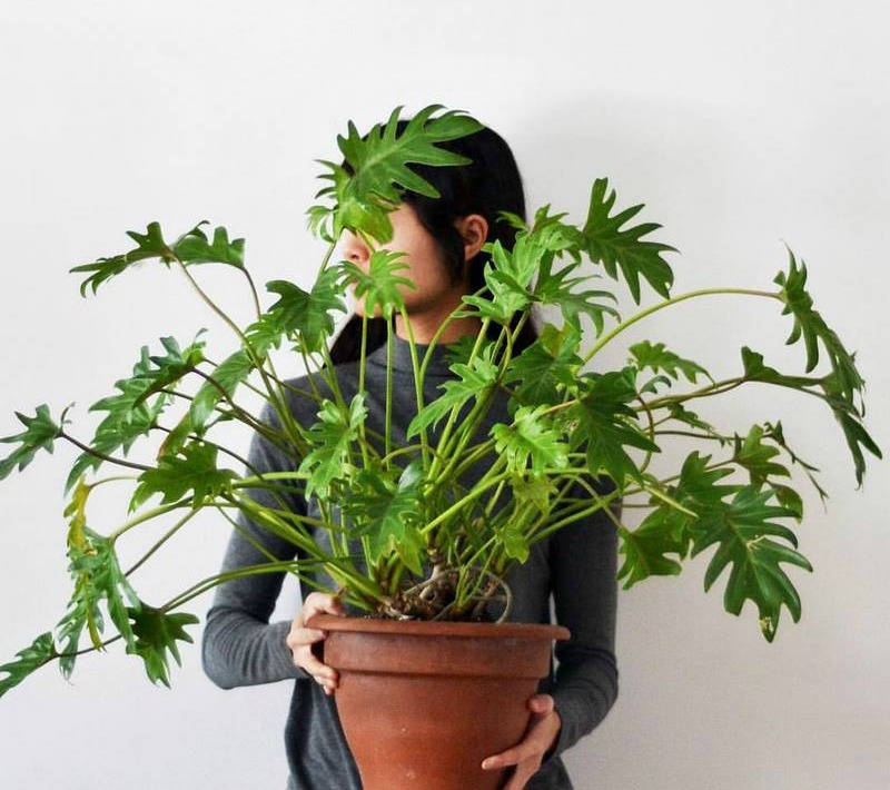 Una de Instagram. Plantas de interior con Studio Plants - EL BLOG DE LA ...