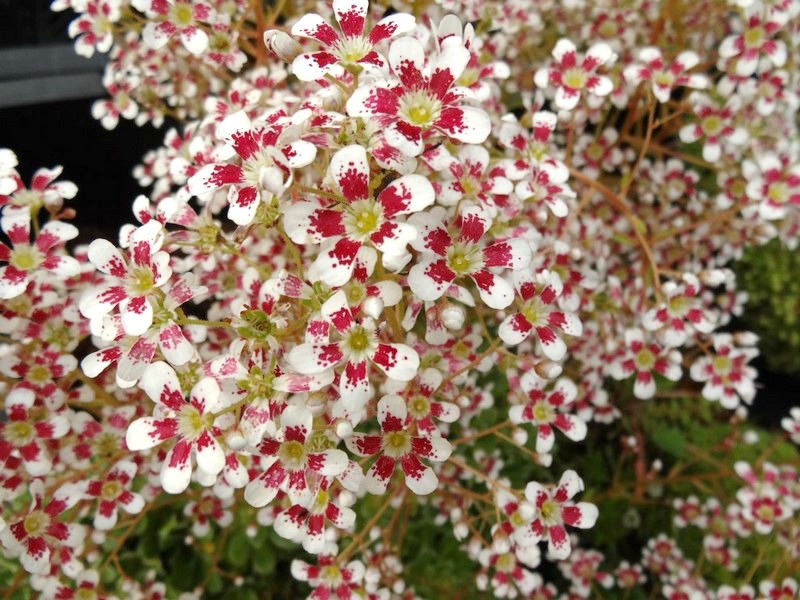Saxifraga. En el origen y en el jardín - EL BLOG DE LA TABLA