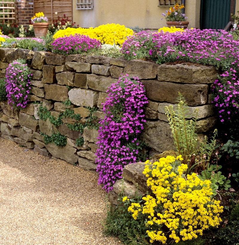 Aubrieta para jardín de rocas - EL BLOG DE LA TABLA