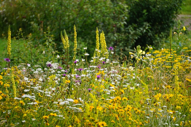 Praderas de flores en el jardín. Pictorial Meadows llega a España - EL ...