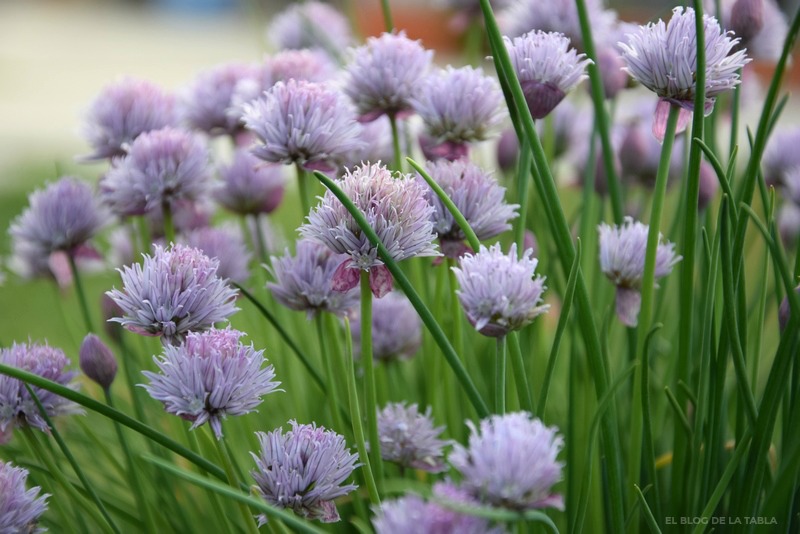 Cebollino (Allium schoenoprasum): cuando las flores también importan ...