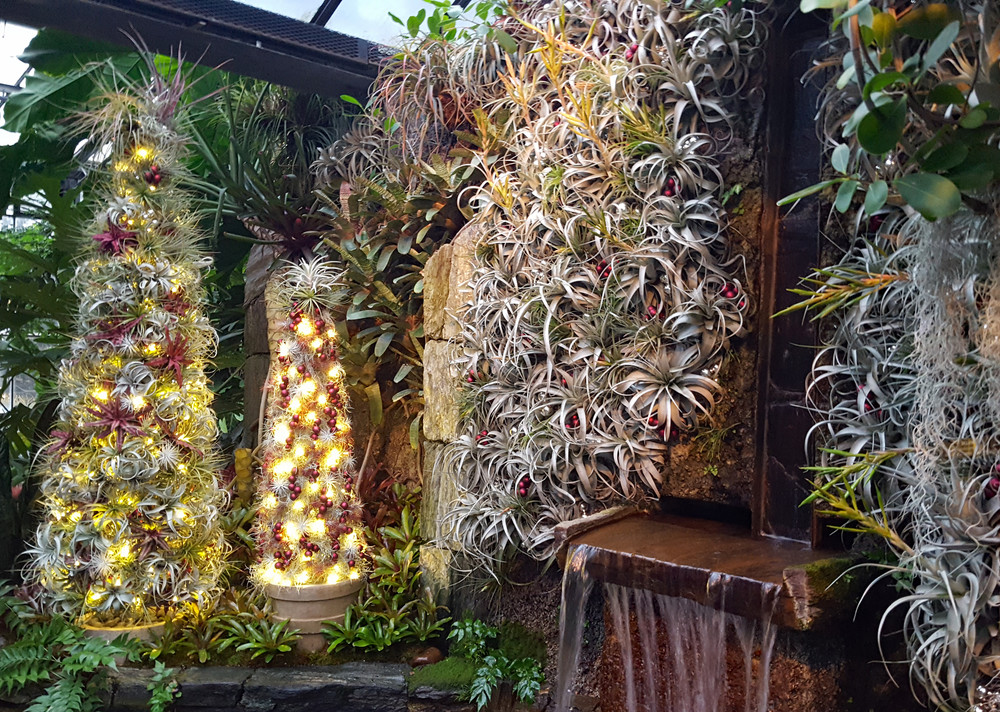 Árboles de Navidad con bromelias en el Cascade Garden de Longwood ...
