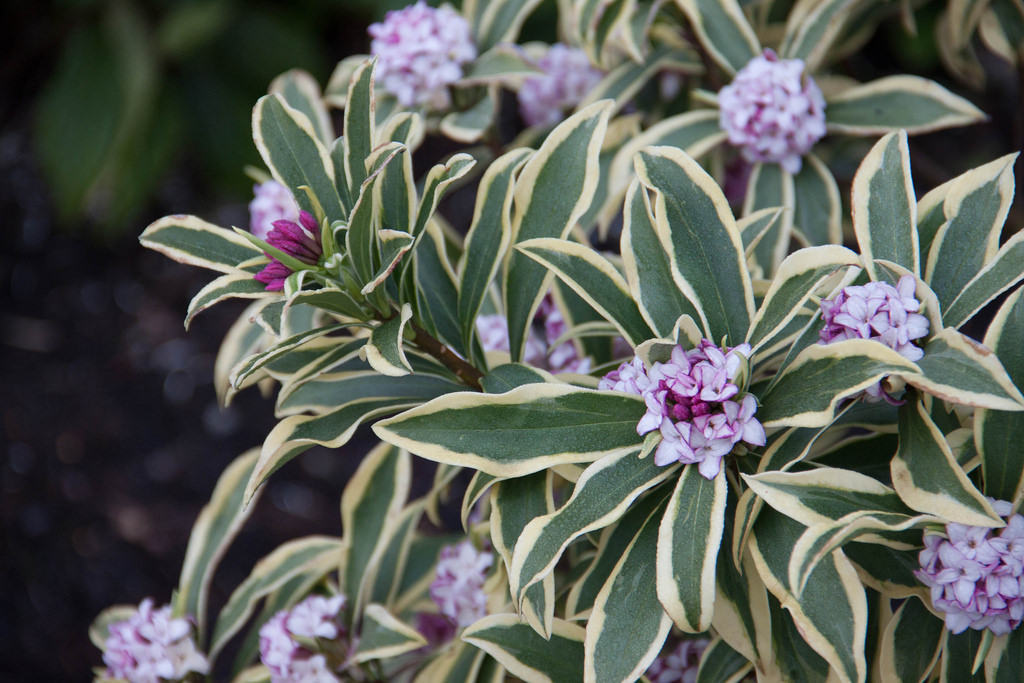 Daphne, arbustos con flores fragantes incluso en invierno - EL BLOG DE ...