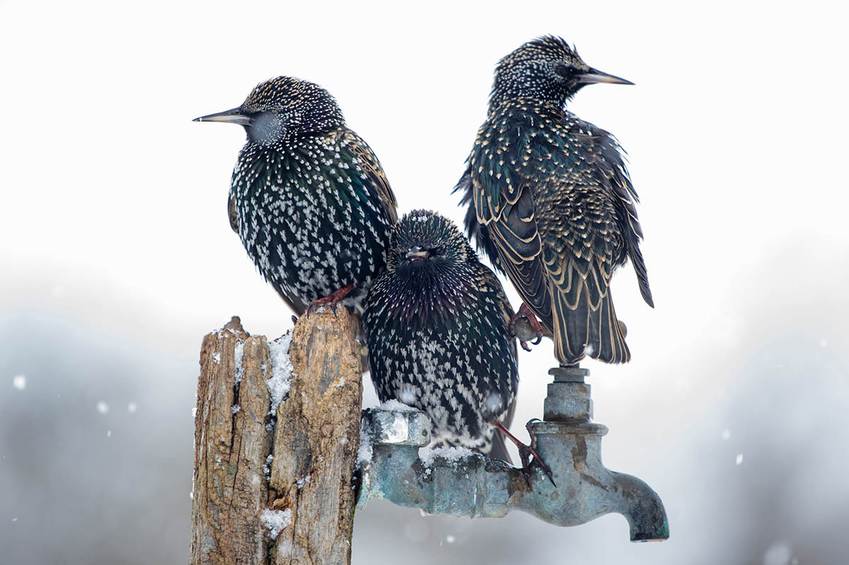 Fauna en el Jardín: fotografías ganadoras en IGPOTY N.12 Wildlife in ...