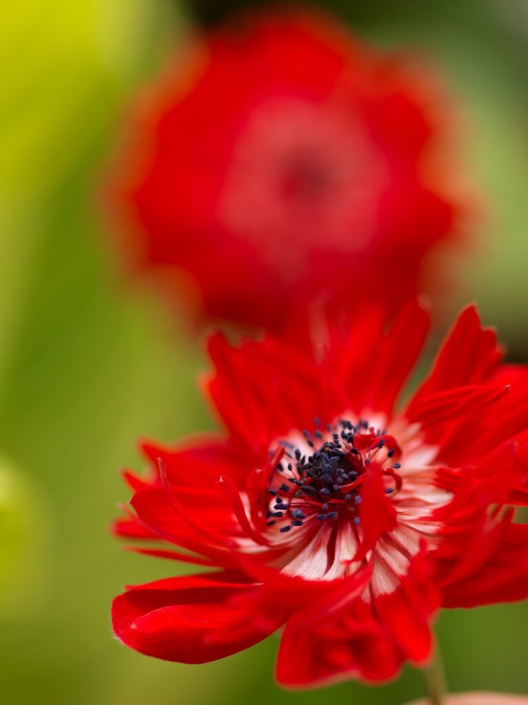 Anemone coronaria (anémona de florista), una mediterránea en el jardín ...