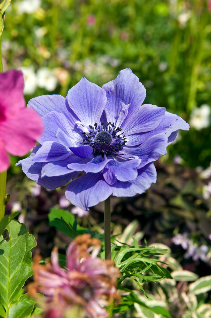 Anemone coronaria (anémona de florista), una mediterránea en el jardín ...