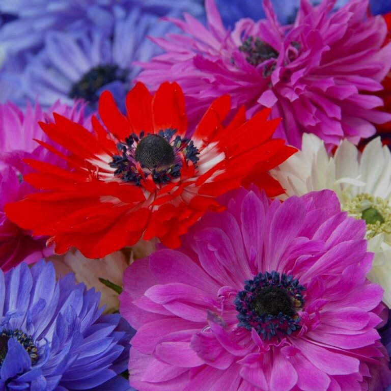 Anemone coronaria (anémona de florista), una mediterránea en el jardín ...