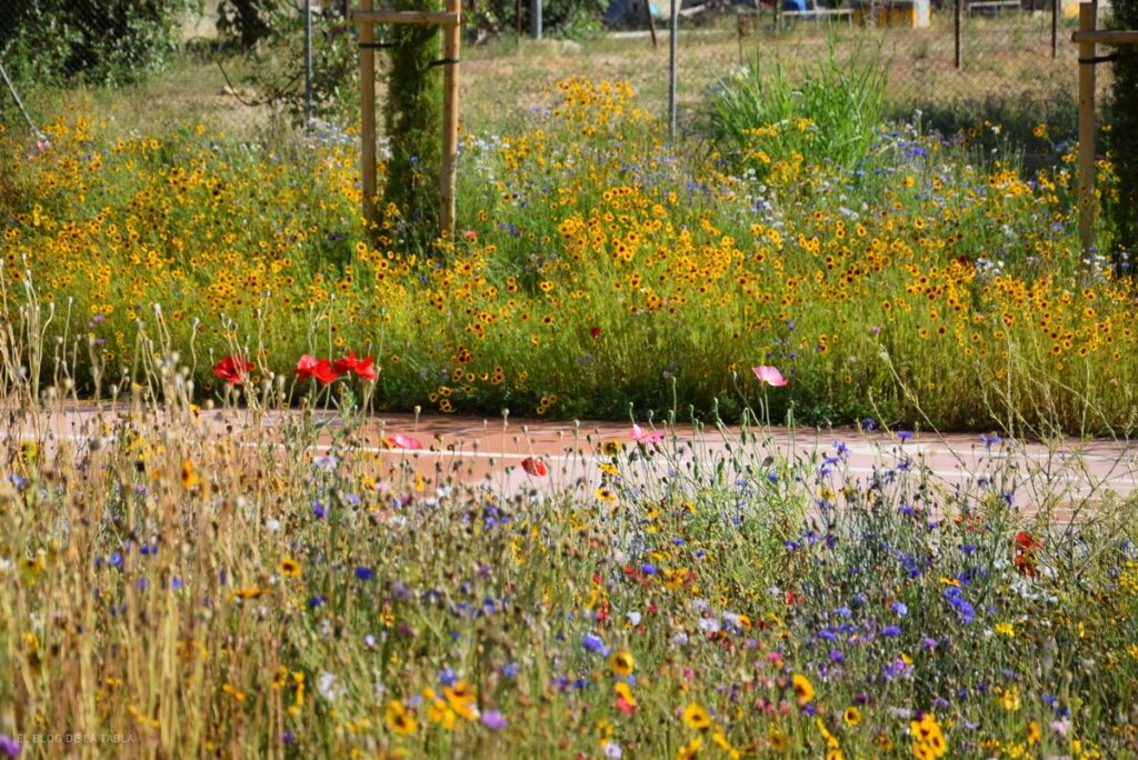 praderas floridas archivos - EL BLOG DE LA TABLA