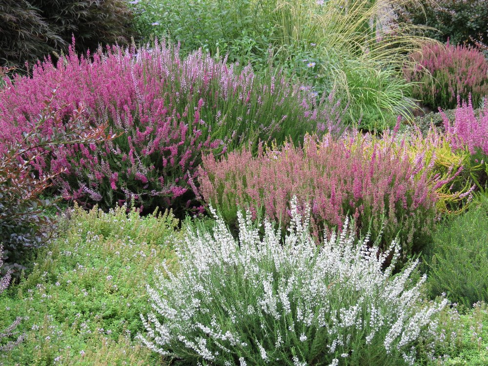 Calluna vulgaris (brezo común) en el jardín - EL BLOG DE LA TABLA