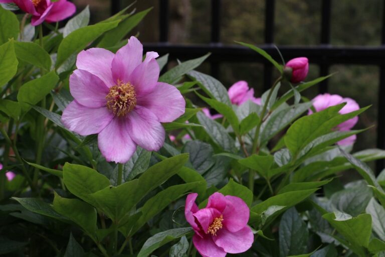 Peony Garden de Longwood, una sala de jardín con algo más que peonías ...