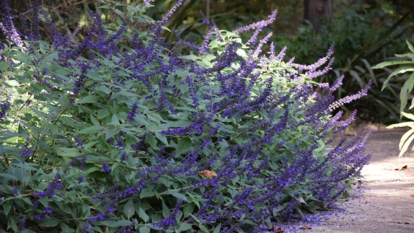 Salvia 'Indigo Spires', una variedad vigorosa con espigas de flores ...