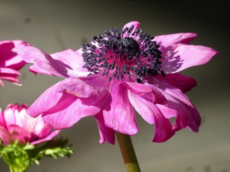 Anemone coronaria (anémona de florista), una mediterránea en el jardín ...