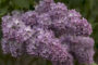 Syringa: las lilas o lilos tienen que volver al jardín - EL BLOG DE LA ...