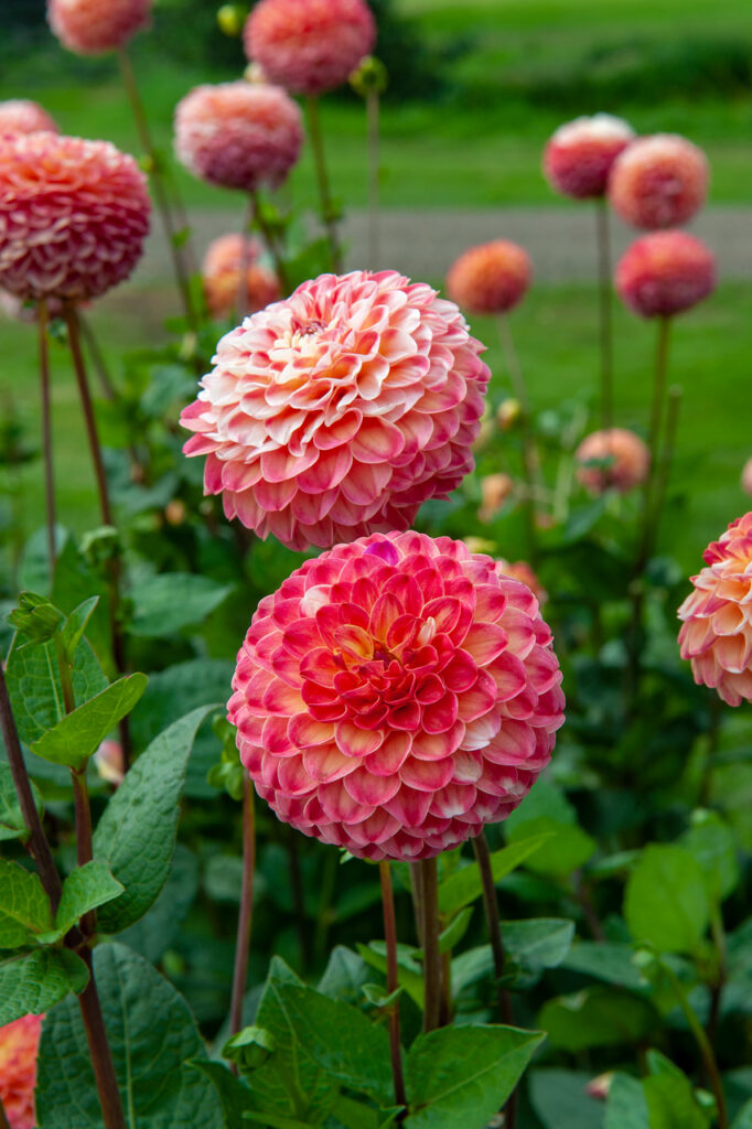 Oda a las dalias (y a su cultivo y cuidados ) - EL BLOG DE LA TABLA