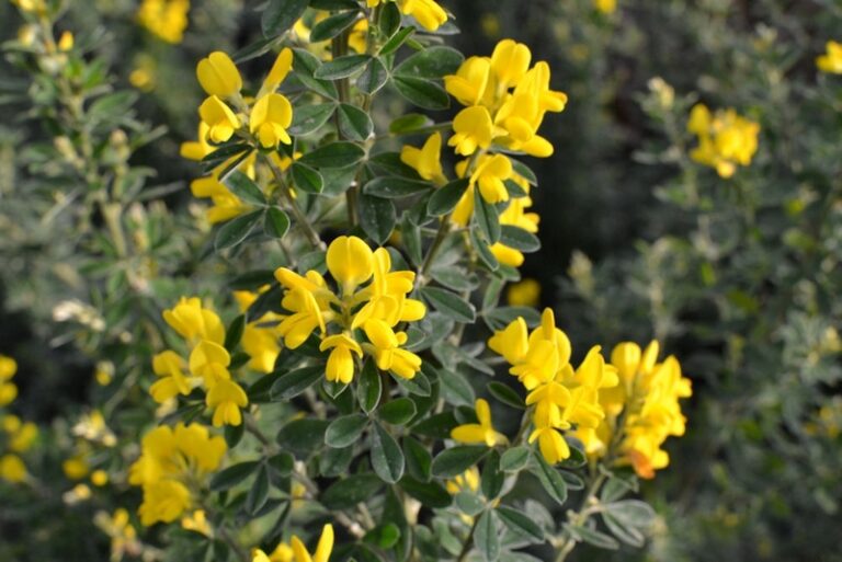 Jardín Mediterráneo en RHS Rosemoor - EL BLOG DE LA TABLA