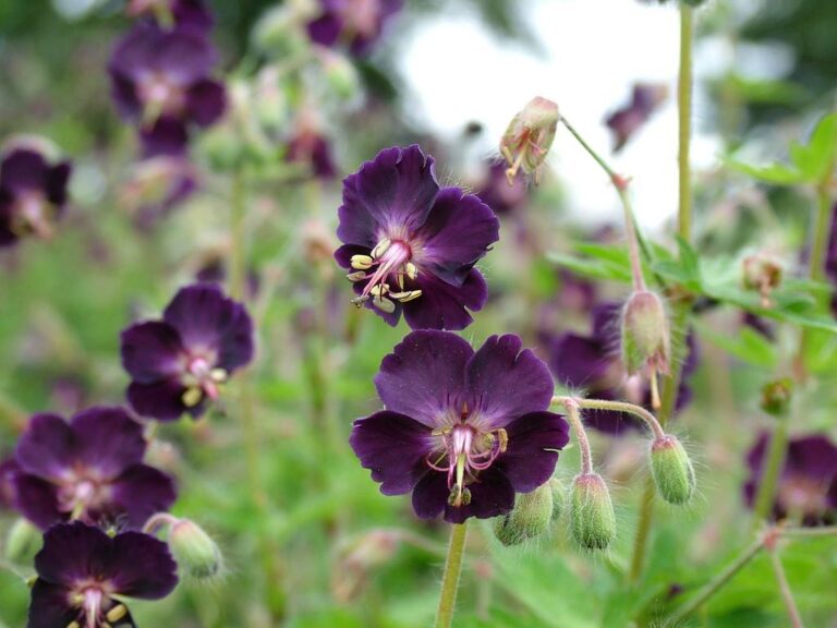 Geranium: un universo de especies e híbridos para el jardín - EL BLOG ...