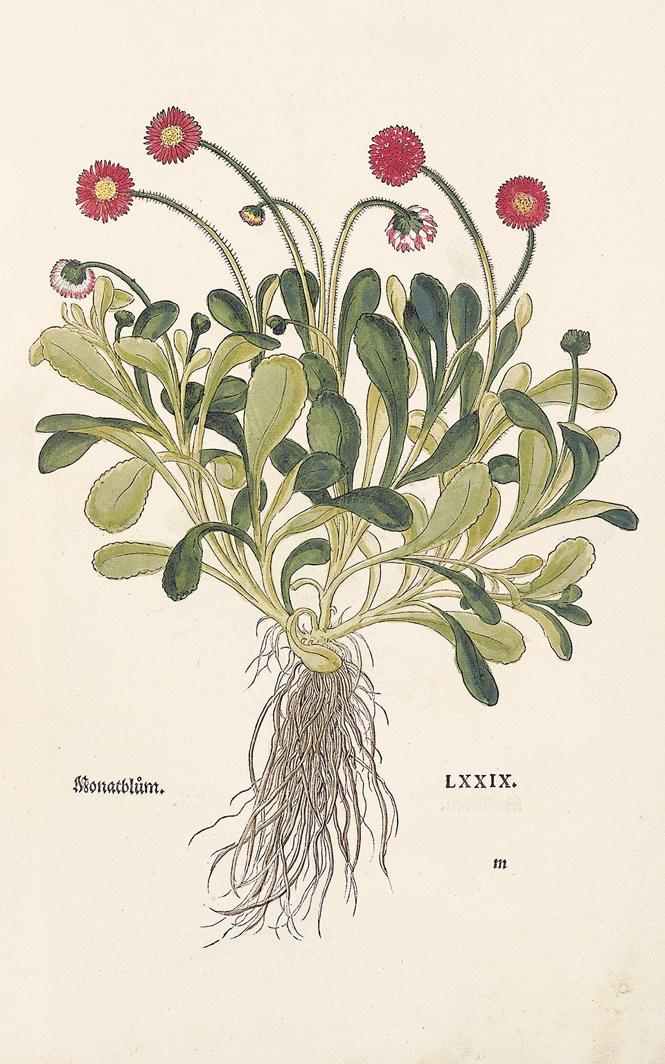 The New Herbal de Leonhart Fuchs, una obra maestra renacentista de la ...