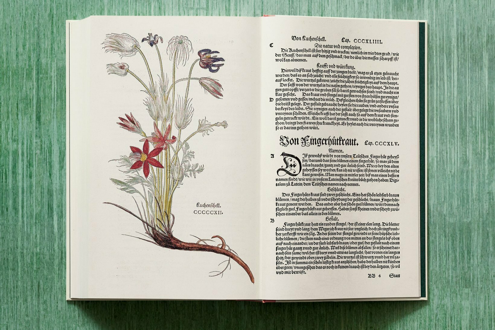 The New Herbal de Leonhart Fuchs, una obra maestra renacentista de la ...