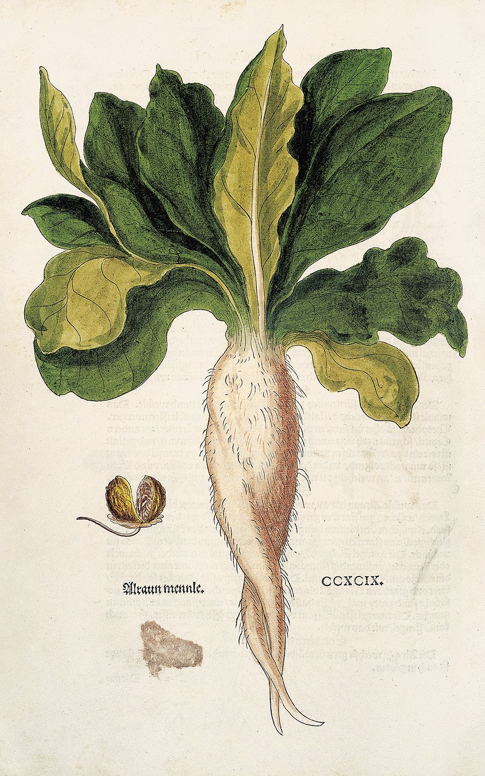 The New Herbal de Leonhart Fuchs, una obra maestra renacentista de la ...