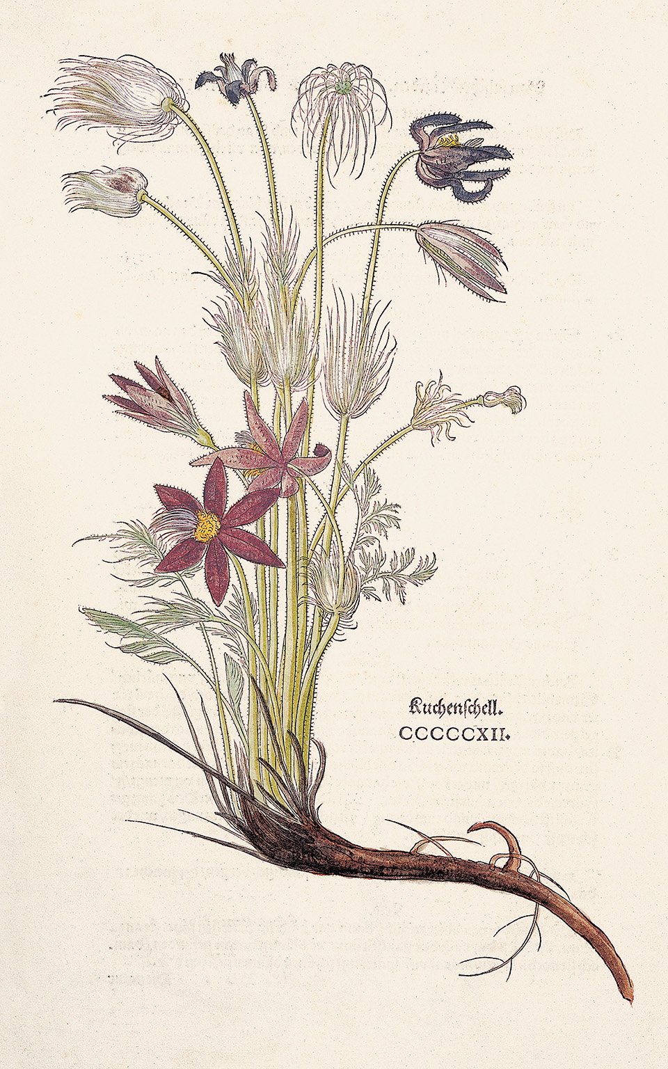 The New Herbal de Leonhart Fuchs, una obra maestra renacentista de la ...