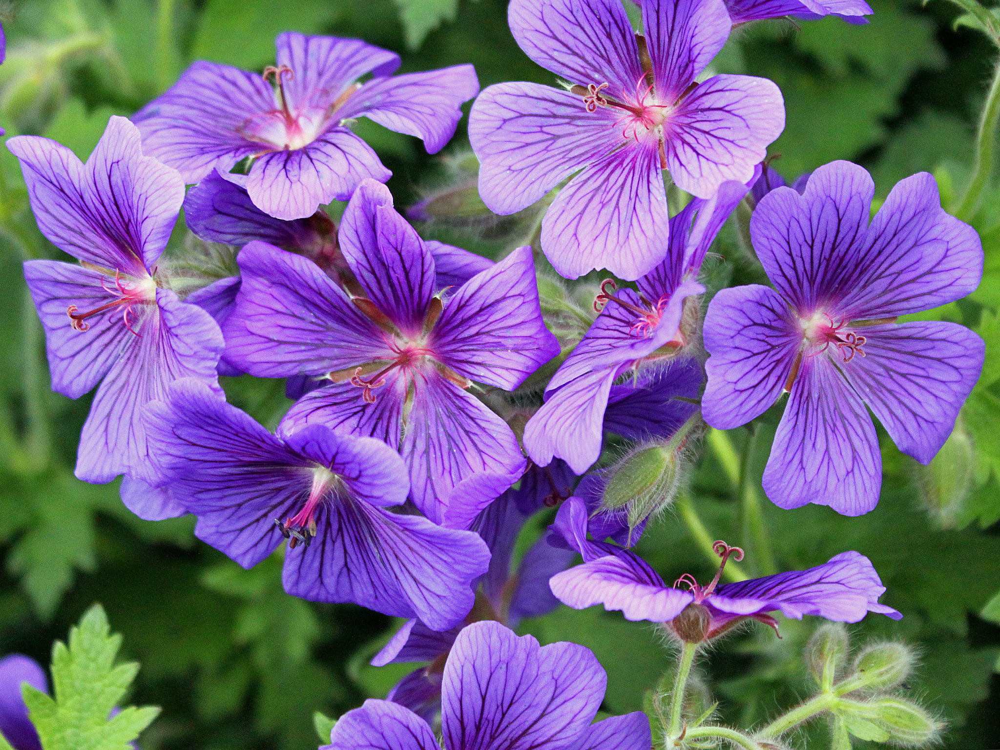 Geranium: un universo de especies e híbridos para el jardín - EL BLOG ...