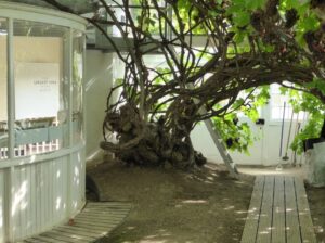 The Great Vine, la parra de uvas más grande y antigua del mundo se ...