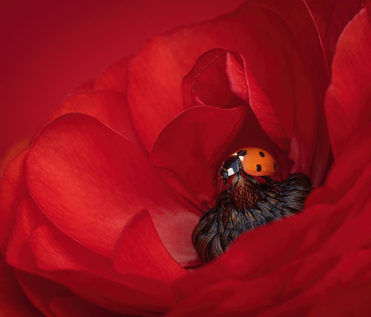 Fotos de plantas, flores e insectos premiadas en IGPOTY 16 Macro Art ...