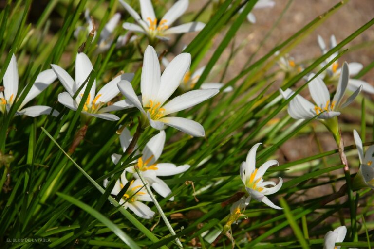 Azucena de río (Zephyranthes candida), planta bulbosa de floración ...