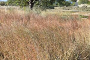 Hyparrhenia hirta (cerrillo), gramínea ibérica para jardinería de bajo ...