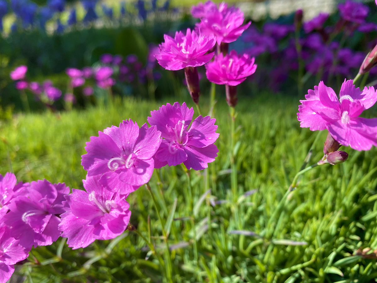 Jardín de plantas vivaces en Mainau, la isla de las flores del conde ...
