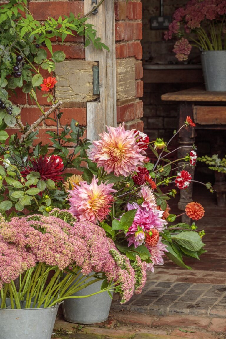 Cultivo de flores de corte en el jardín amurallado de Stokesay Court ...