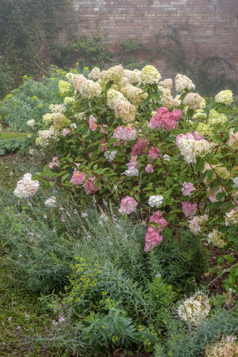Cultivo de flores de corte en el jardín amurallado de Stokesay Court ...