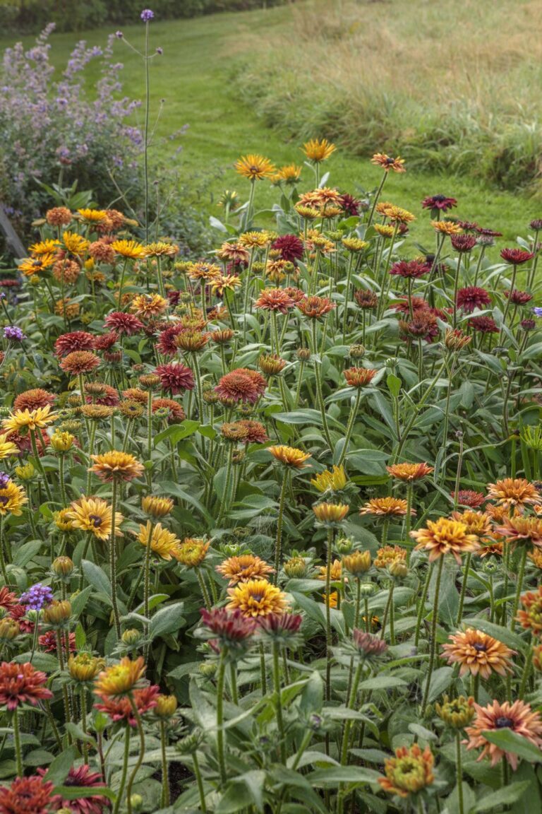 Cultivo de flores de corte en el jardín amurallado de Stokesay Court ...